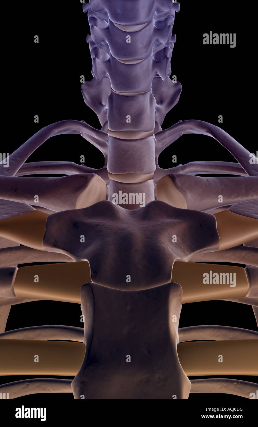 The bones of the neck Stock Photo - Alamy