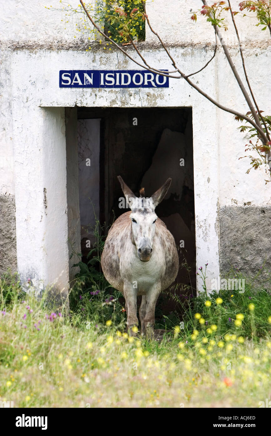 Donkey guard hi-res stock photography and images - Alamy