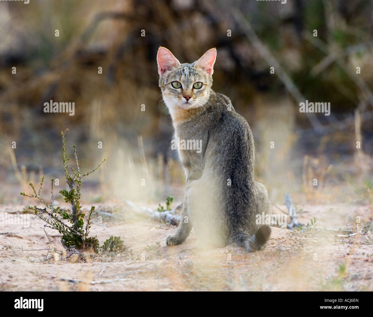 Semi wild cat hi-res stock photography and images - Alamy