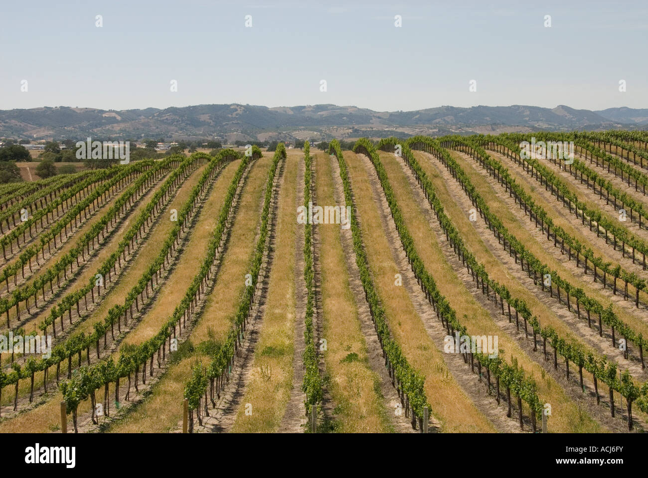 Cabernet grape field at Eberle Winery in Paso Robles, California Stock ...