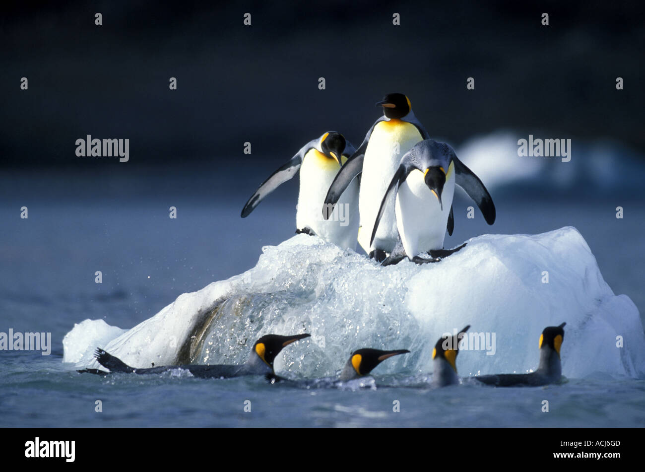South Georgia Island King Penguins Aptenodytes patagonicus atop iceberg ...