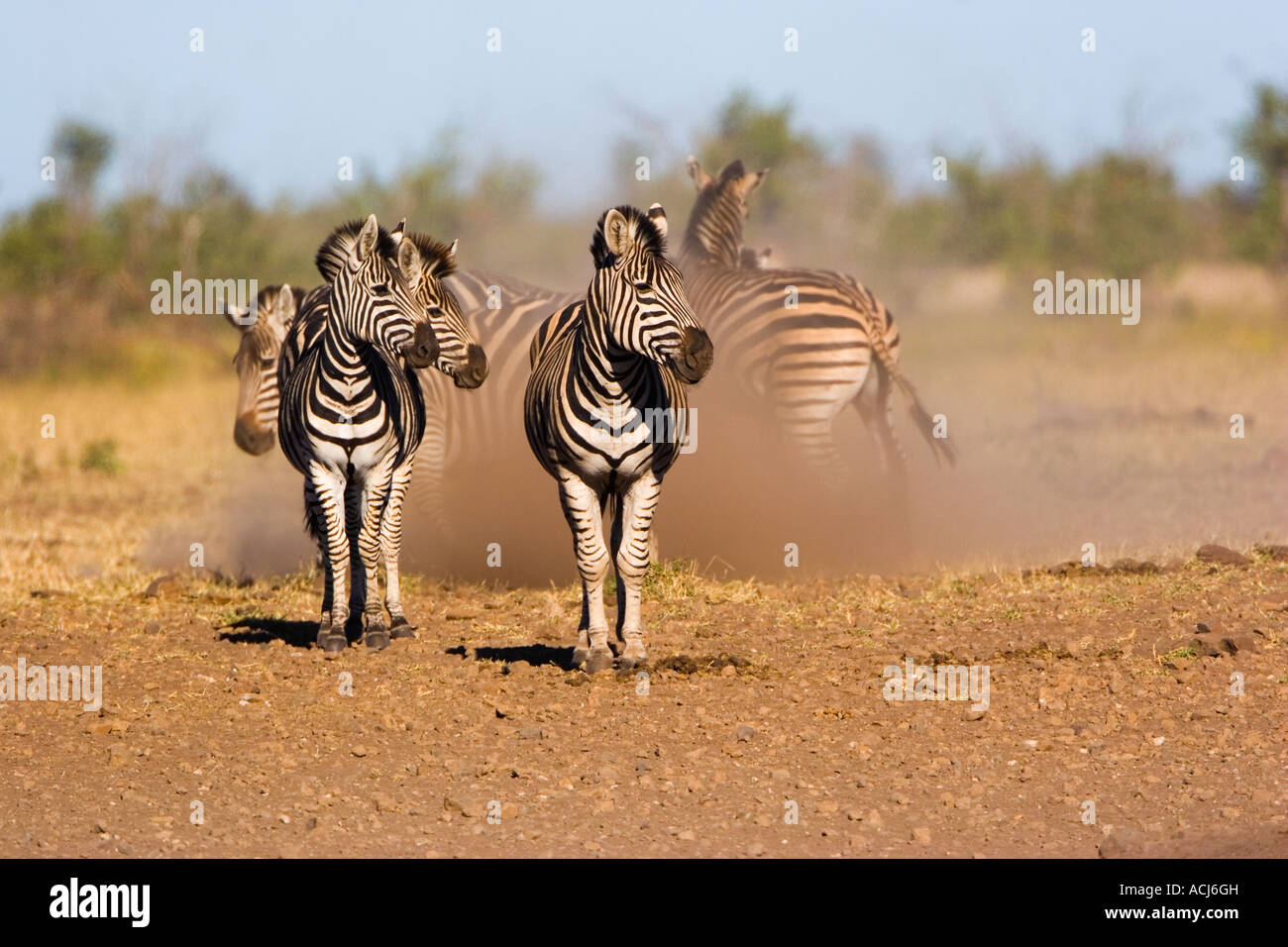zebra group approaching waterhole Stock Photo - Alamy