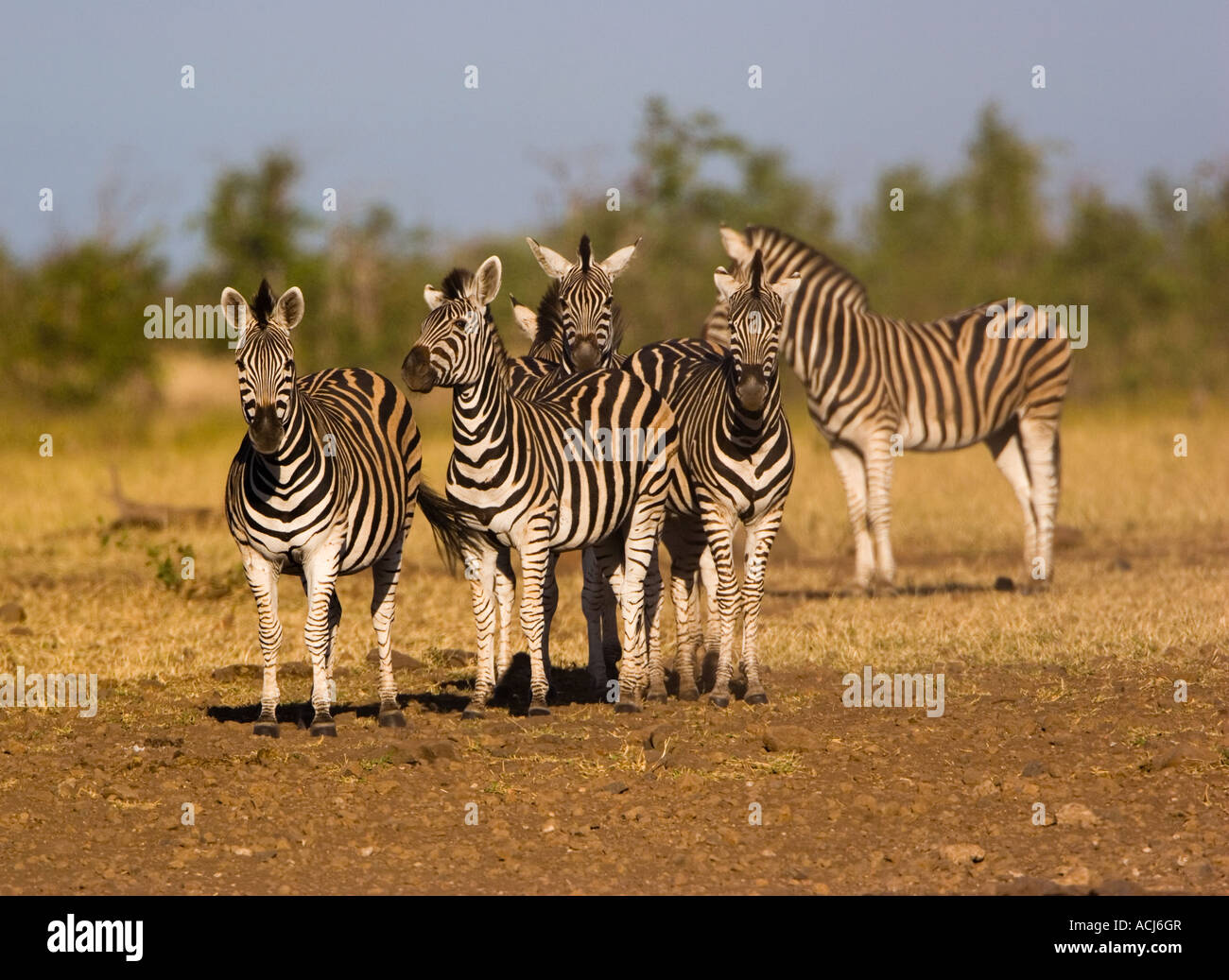 zebra group approaching waterhole Stock Photo - Alamy