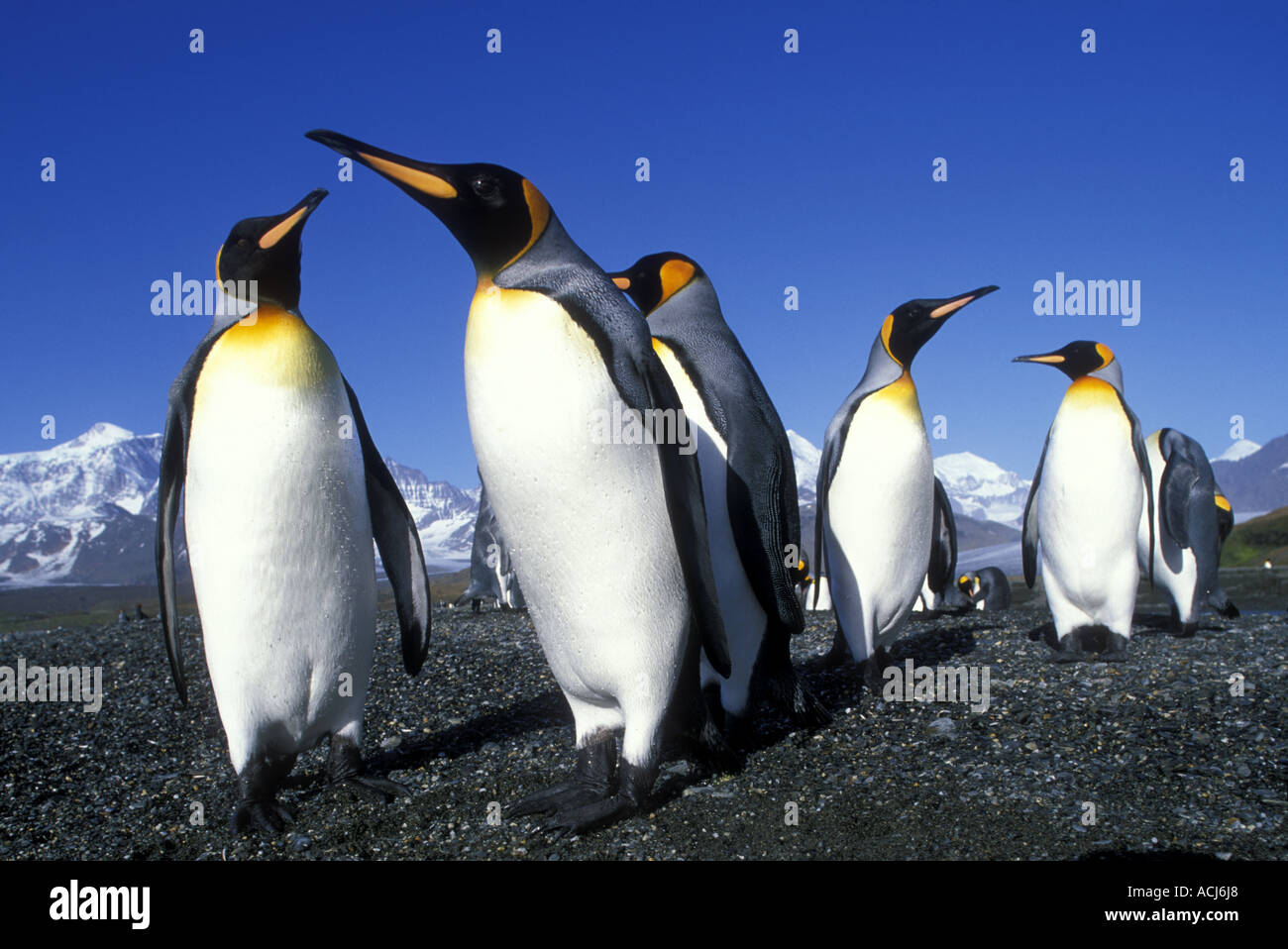 South Georgia Island King Penguins gathered Aptenodytes patagonicus in ...
