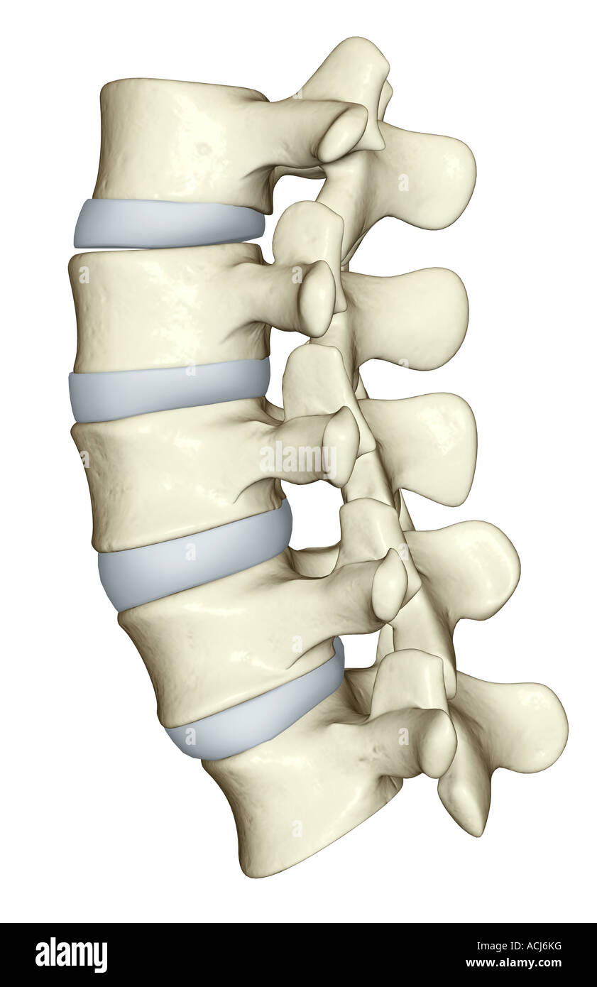 Lumbar vertebrae hi-res stock photography and images - Alamy