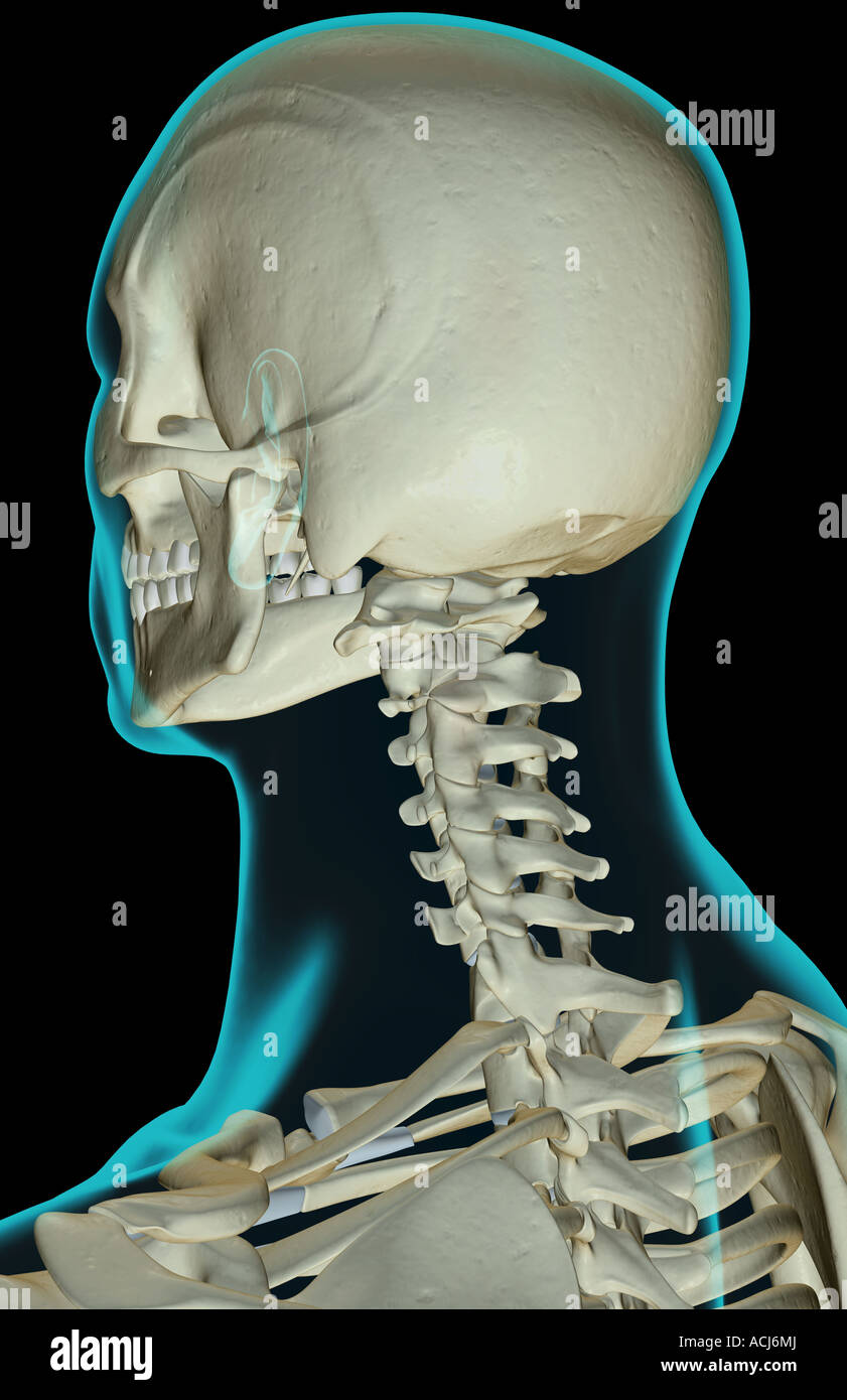 The bones of the head and neck Stock Photo - Alamy