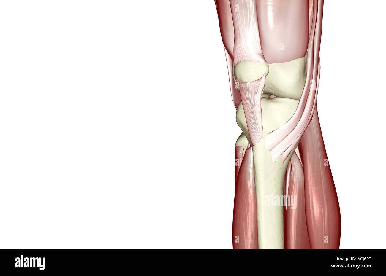 The muscles of the knee Stock Photo - Alamy