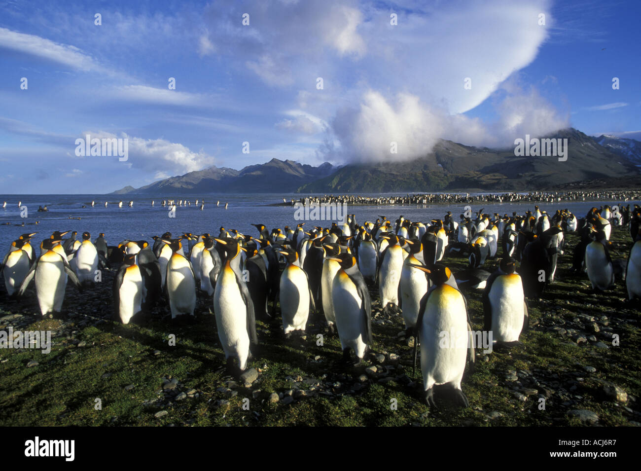 South Georgia Island King Penguins Aptenodytes patagonicus along ...