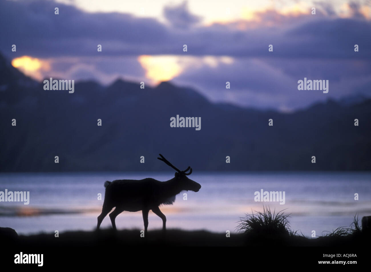 South Georgia Island Leith Harbour Reindeer Rangifer tarandus ...