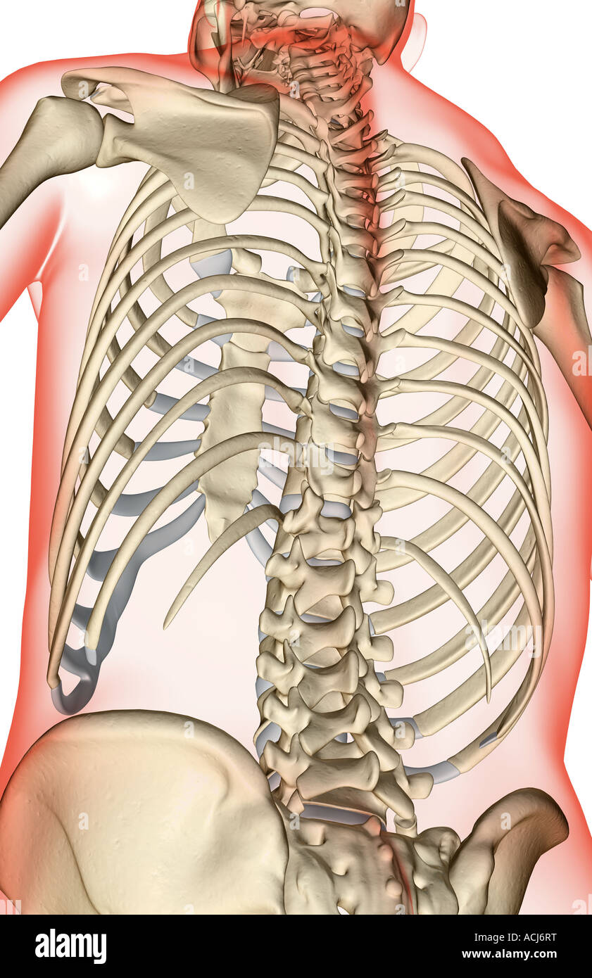 The bones of the upper body Stock Photo - Alamy