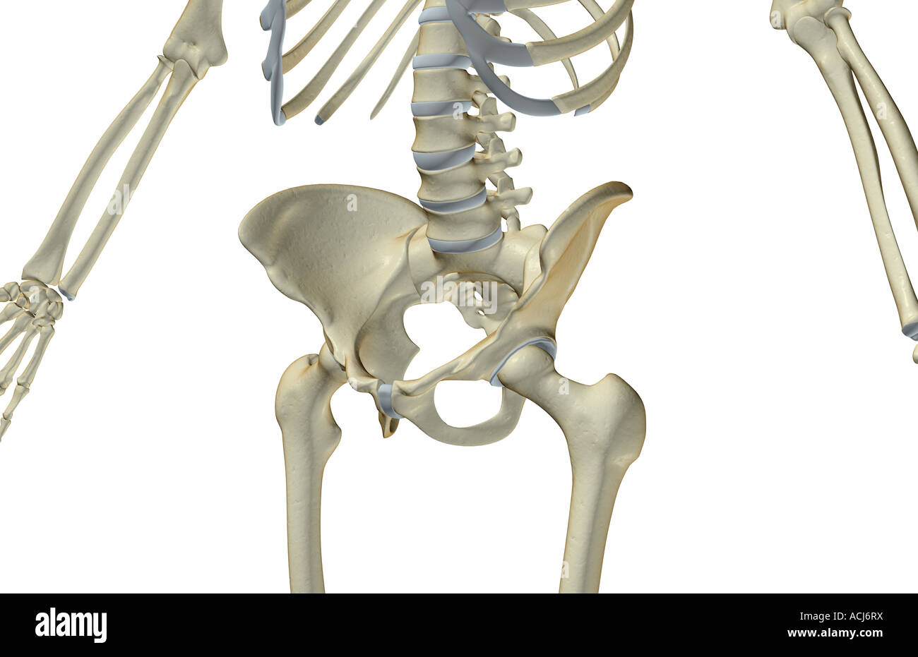 The bones of the lower body Stock Photo - Alamy