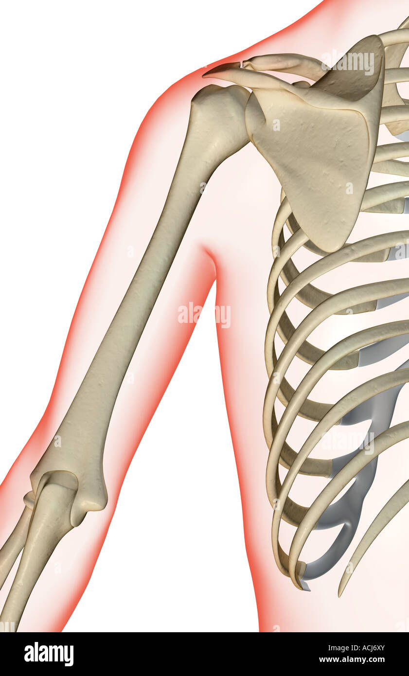 The bones of the shoulder Stock Photo - Alamy