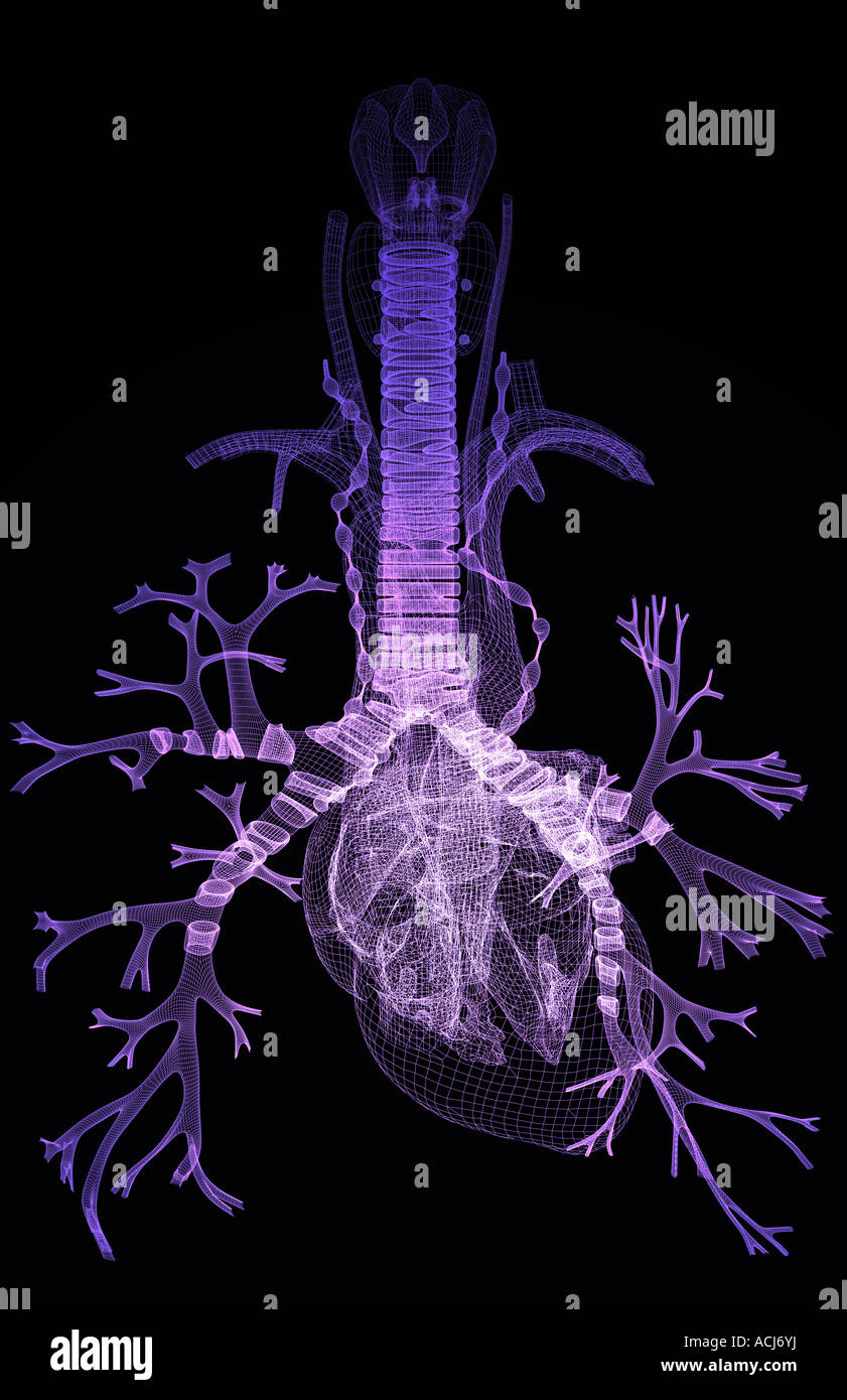 Human bronchi and heart hi-res stock photography and images - Alamy