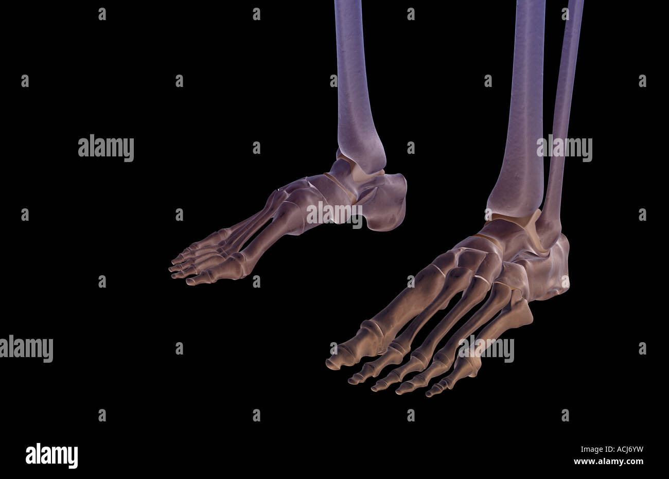 The bones of the feet Stock Photo - Alamy