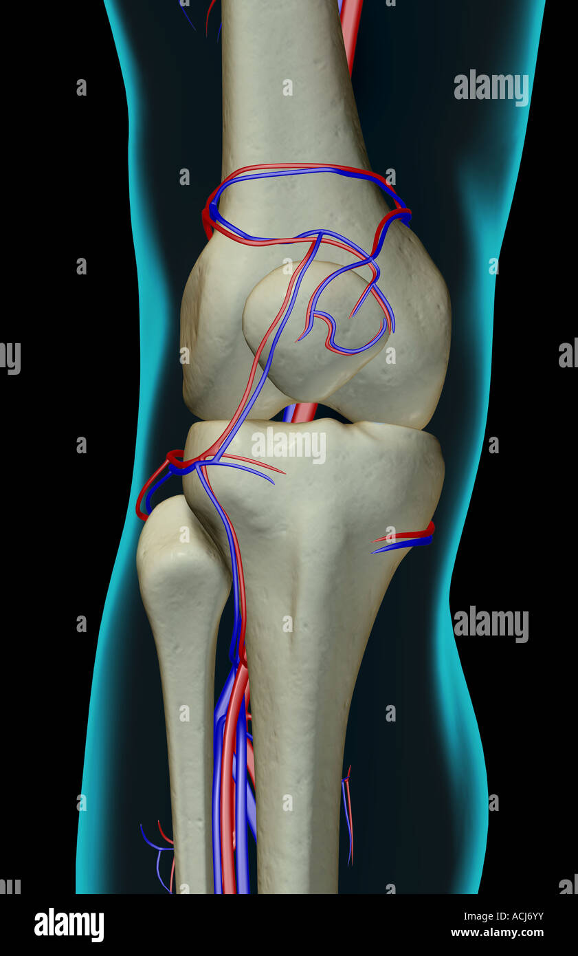 The blood supply of the knee Stock Photo - Alamy