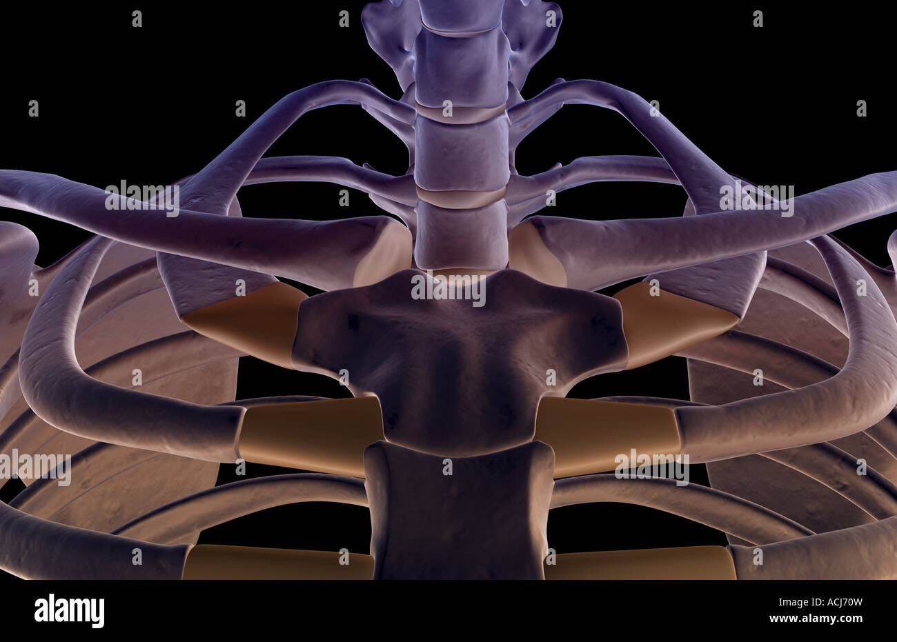 The bones of the neck Stock Photo - Alamy