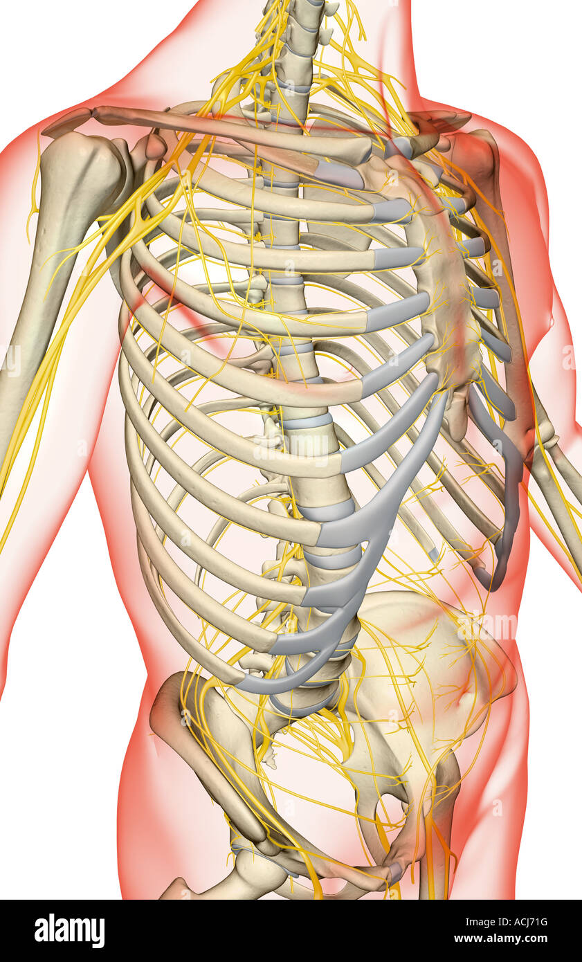 The nerves of the trunk Stock Photo - Alamy