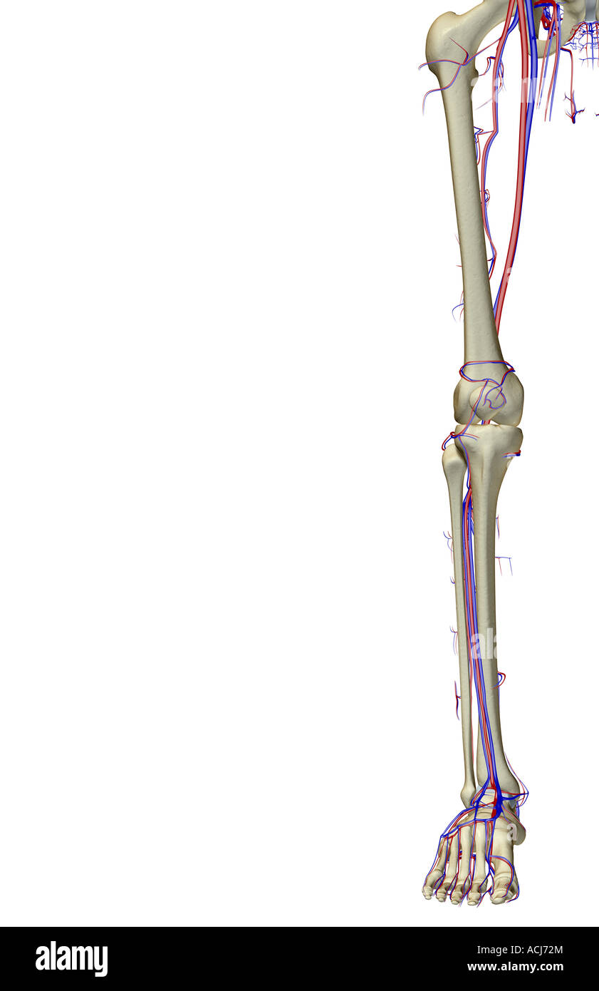 Anterior tibial vein hi-res stock photography and images - Alamy