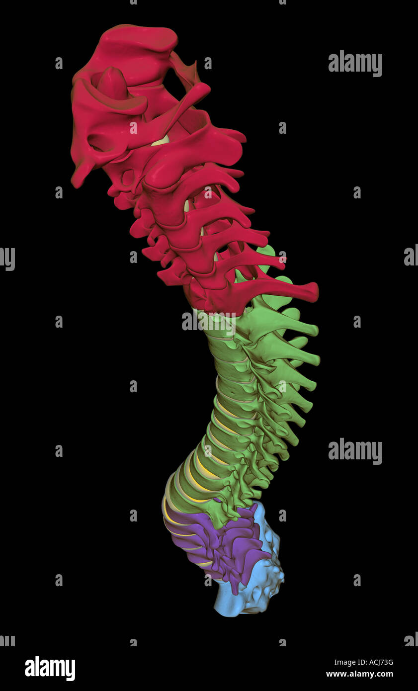 The vertebral column Stock Photo - Alamy