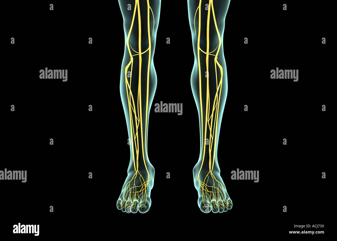 Human leg nerves hi-res stock photography and images - Alamy