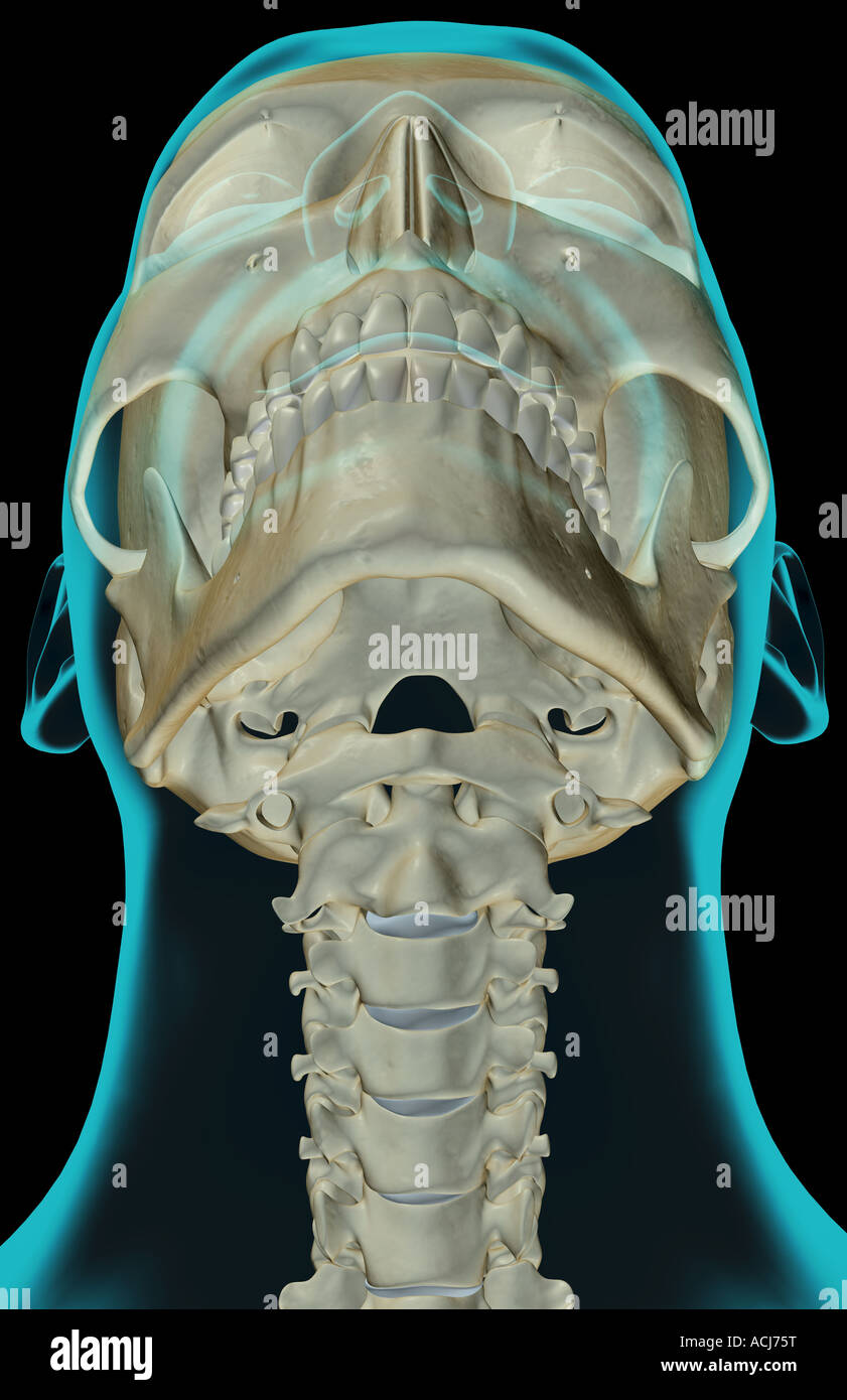 The bones of the neck Stock Photo - Alamy