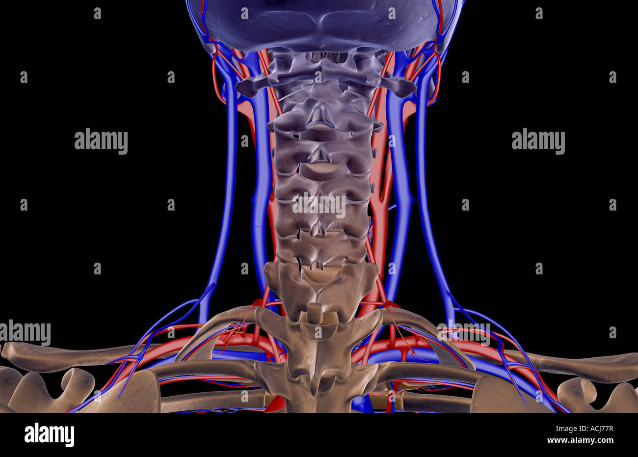The blood supply of the neck Stock Photo - Alamy