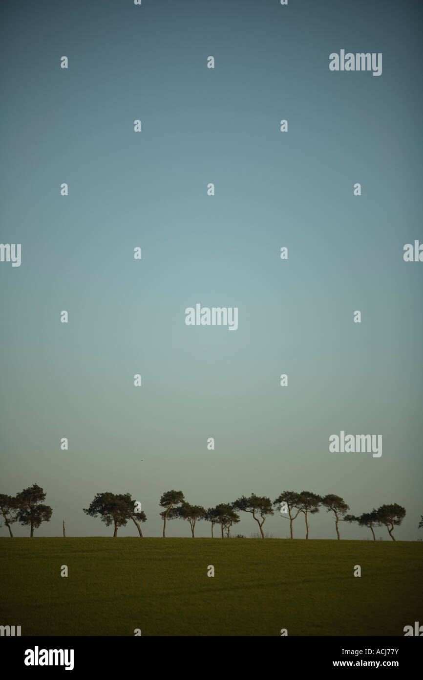 Trees on skyline in Norfolk Stock Photo - Alamy