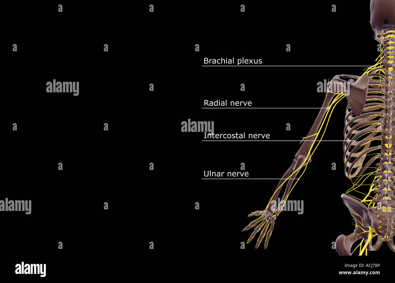 The nerves of the upper limb Stock Photo - Alamy