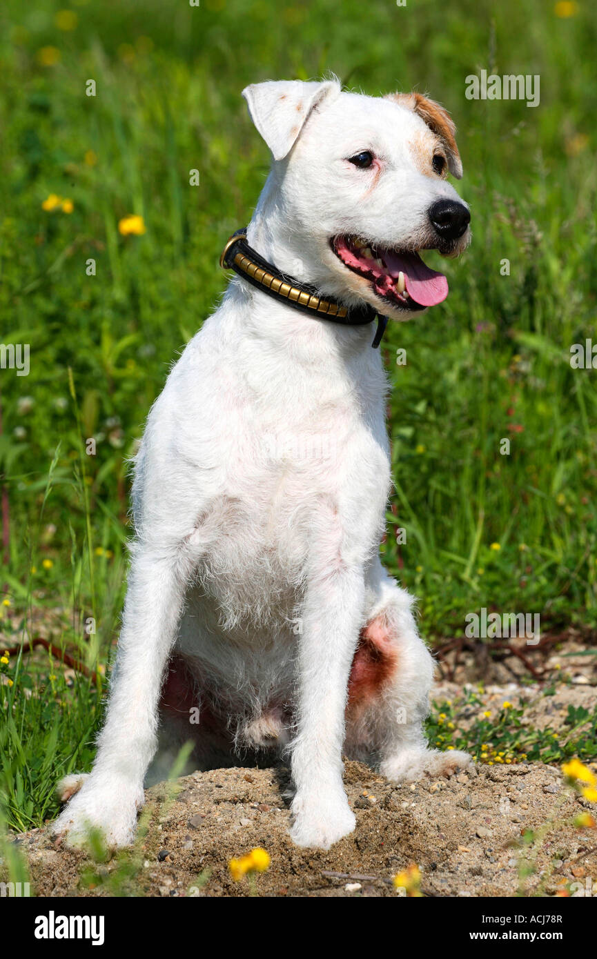 Parson Russell Terrier Stock Photo - Alamy