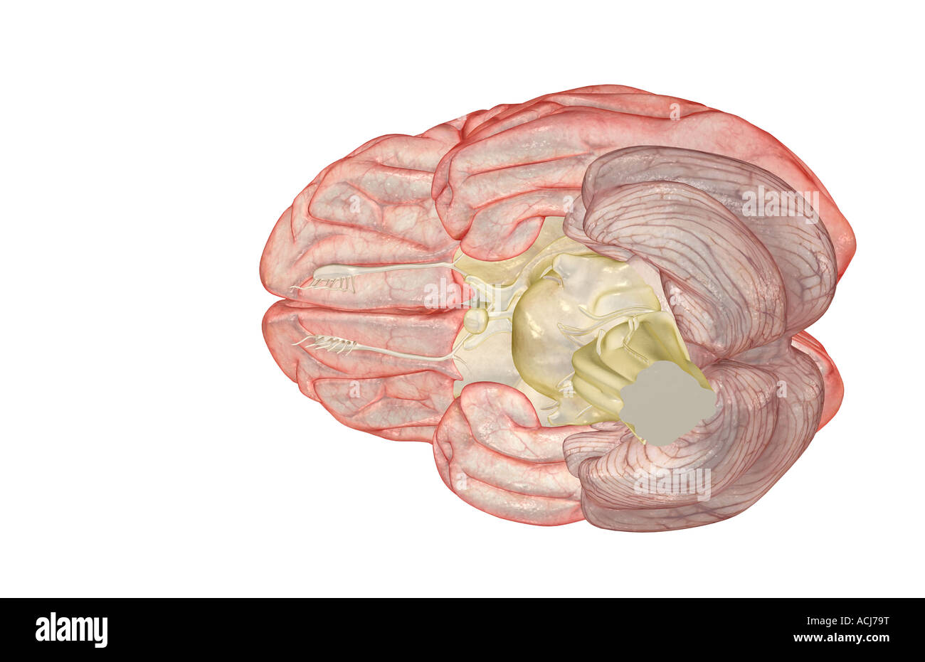 Optic nerve brain Cut Out Stock Images & Pictures - Alamy