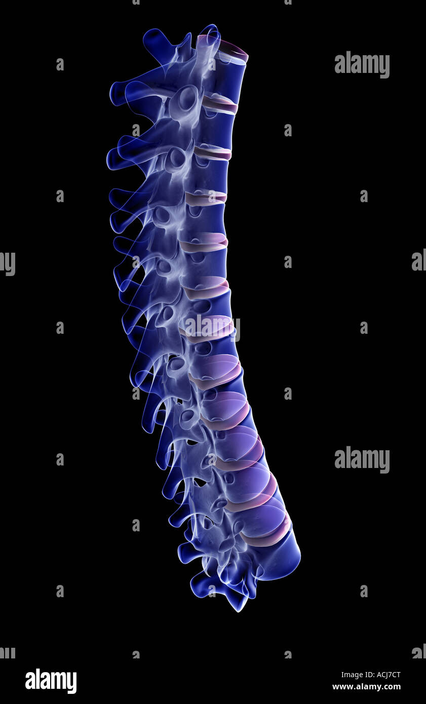 The vertebral column Stock Photo - Alamy