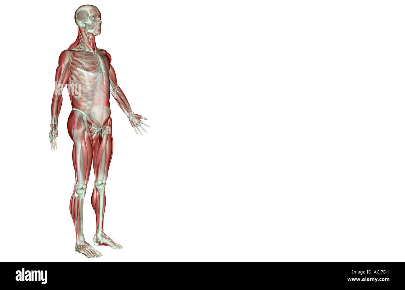 The musculoskeletal system Stock Photo - Alamy