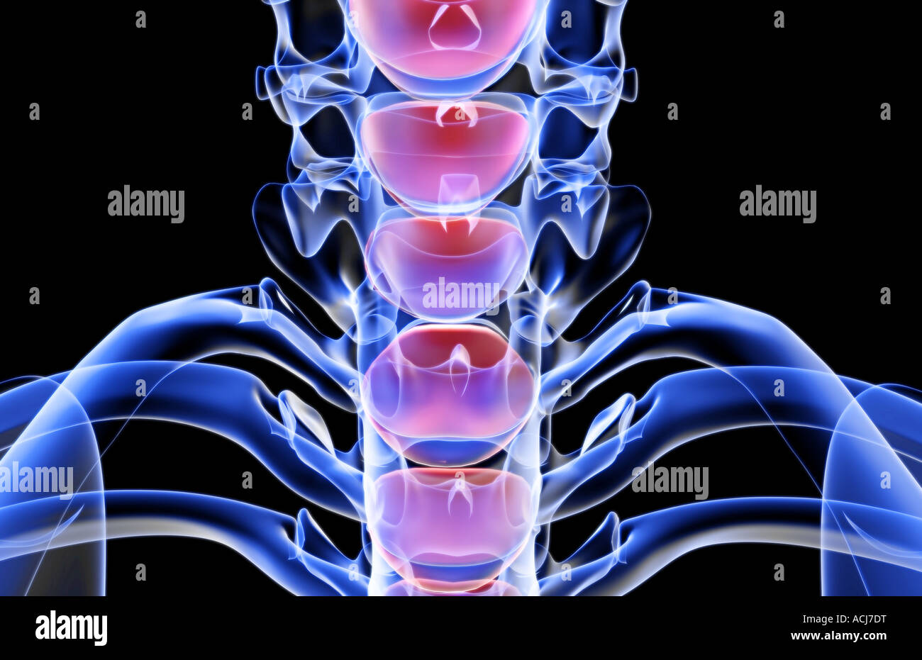 The bones of the neck Stock Photo - Alamy