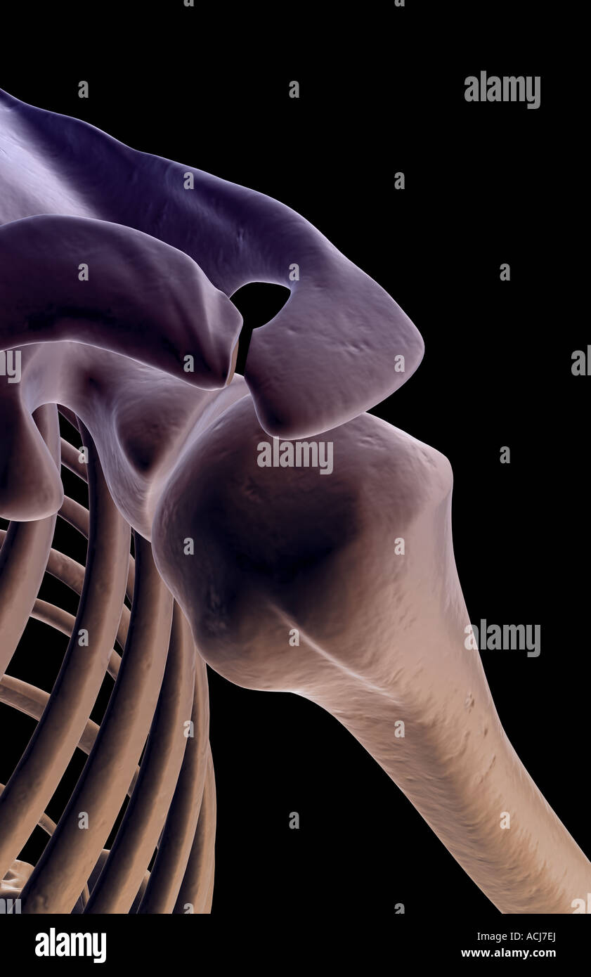 The bones of the shoulder Stock Photo - Alamy