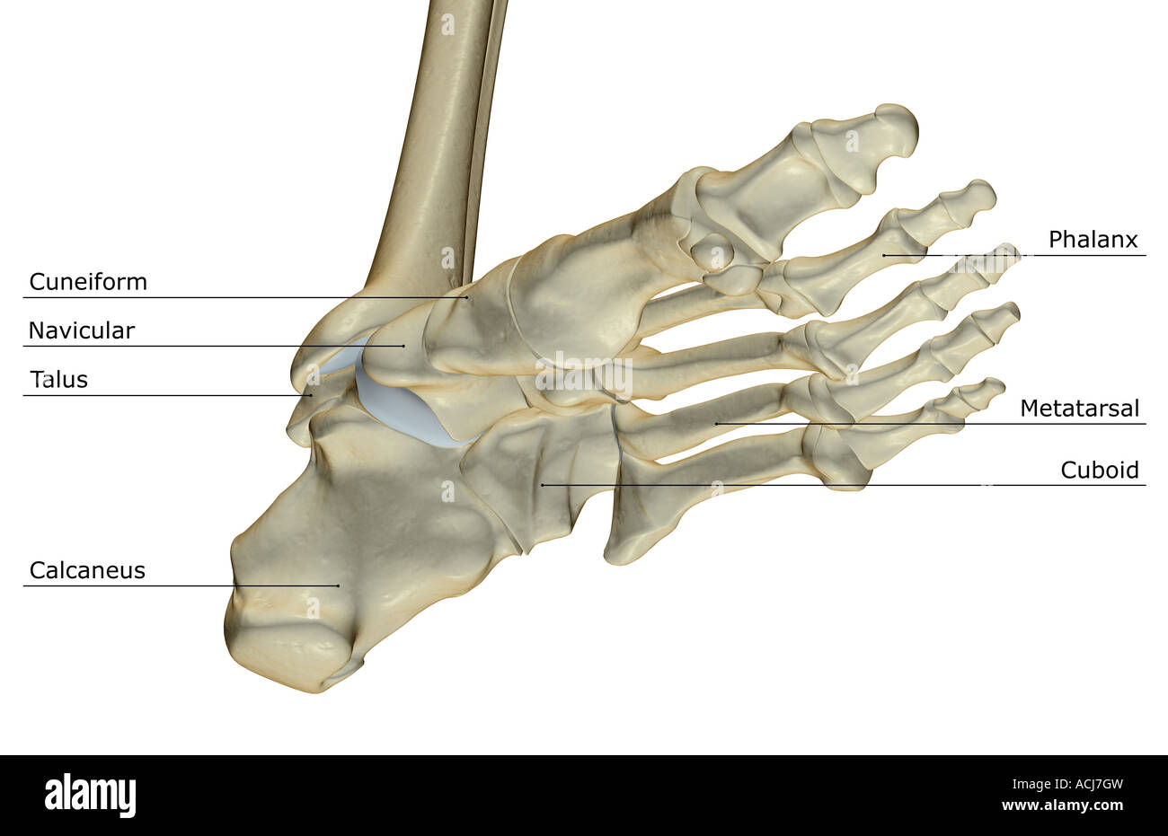 Cuneiform Bones Stock Photos & Cuneiform Bones Stock Images - Alamy