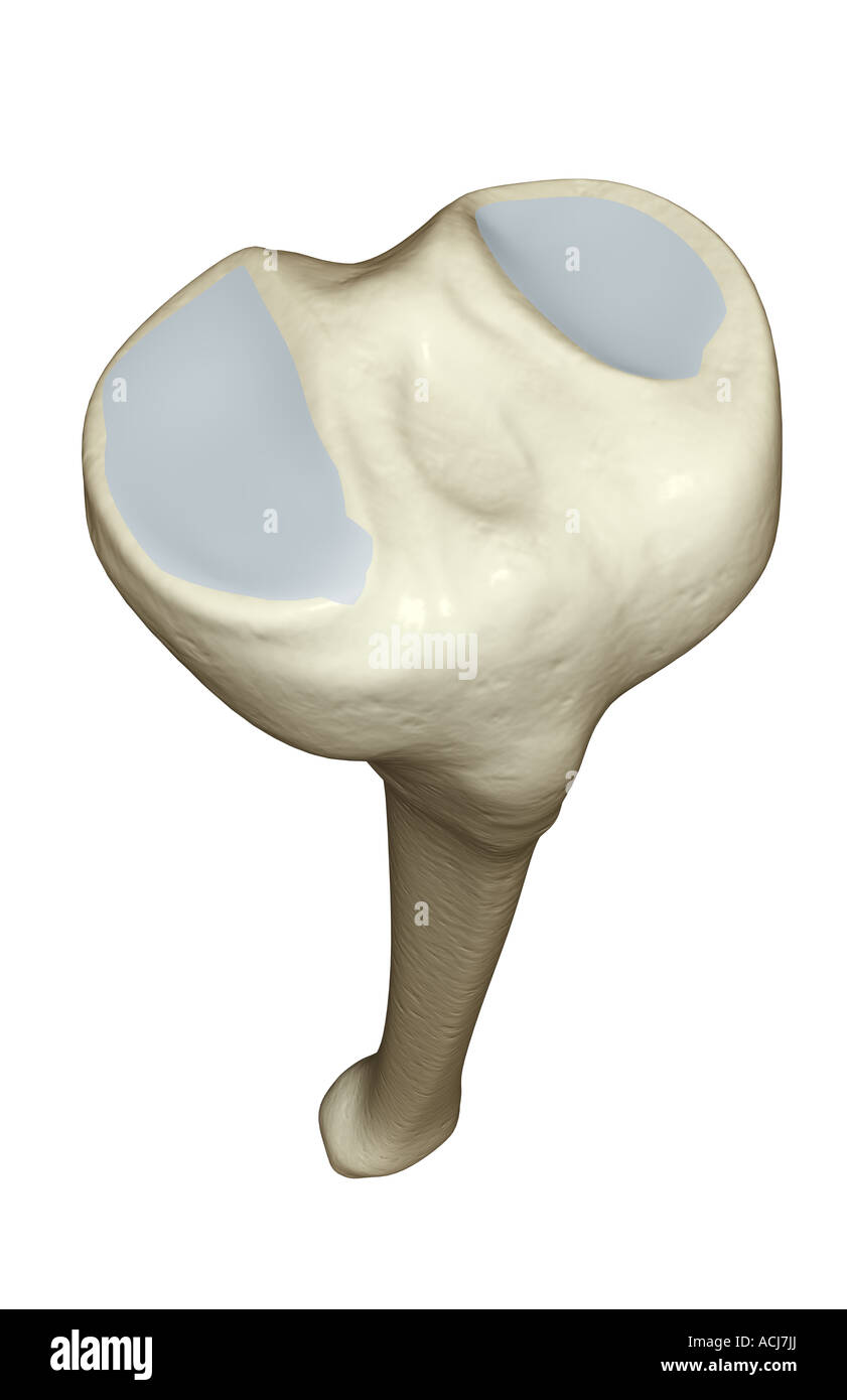 Condyle High Resolution Stock Photography and Images - Alamy