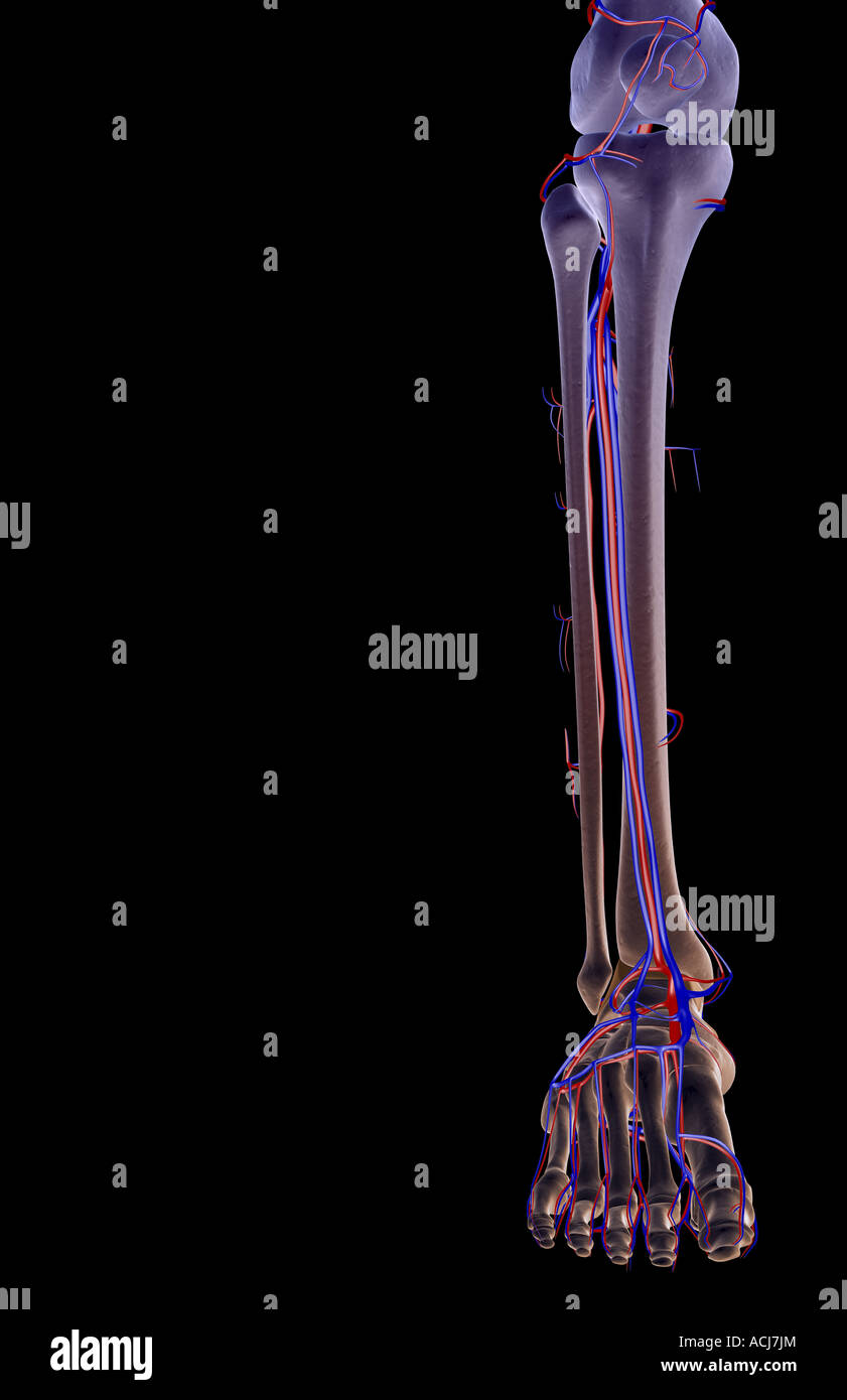 Leg Blood Vessels High Resolution Stock Photography and Images - Alamy