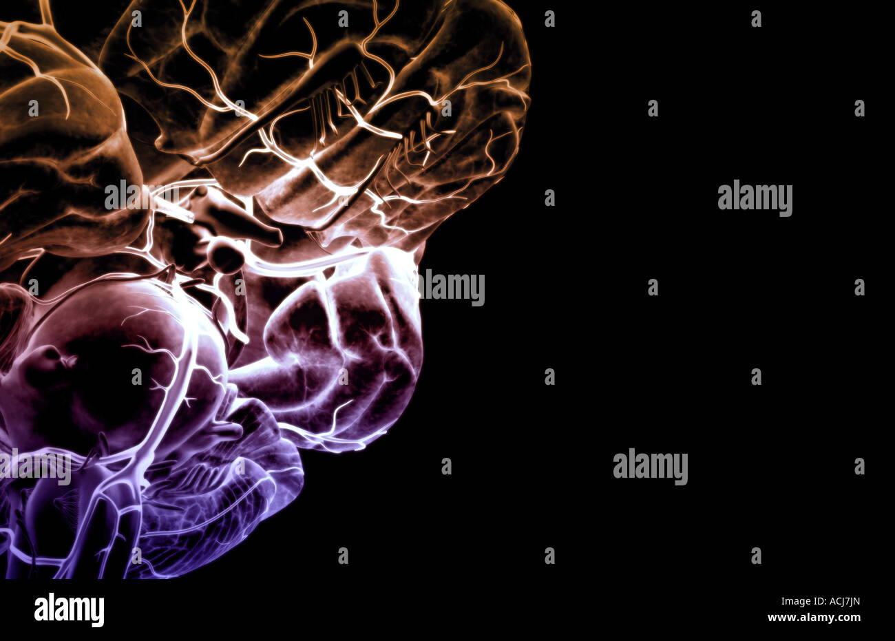The circle of willis Stock Photo - Alamy