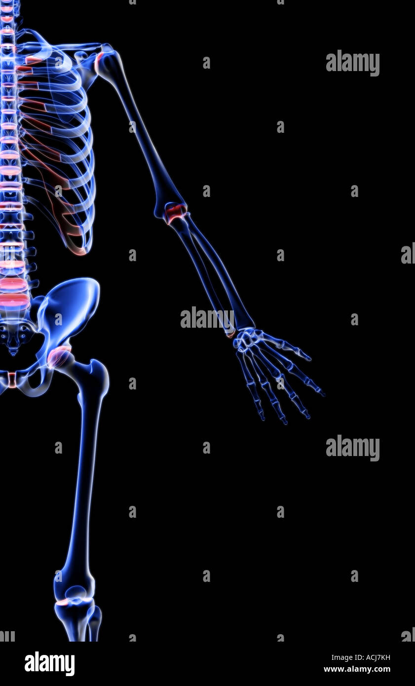 The bones of the upper limb Stock Photo - Alamy