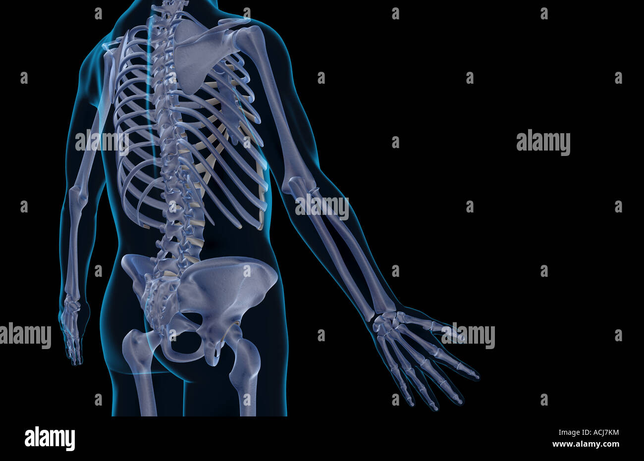 The bones of the trunk Stock Photo - Alamy