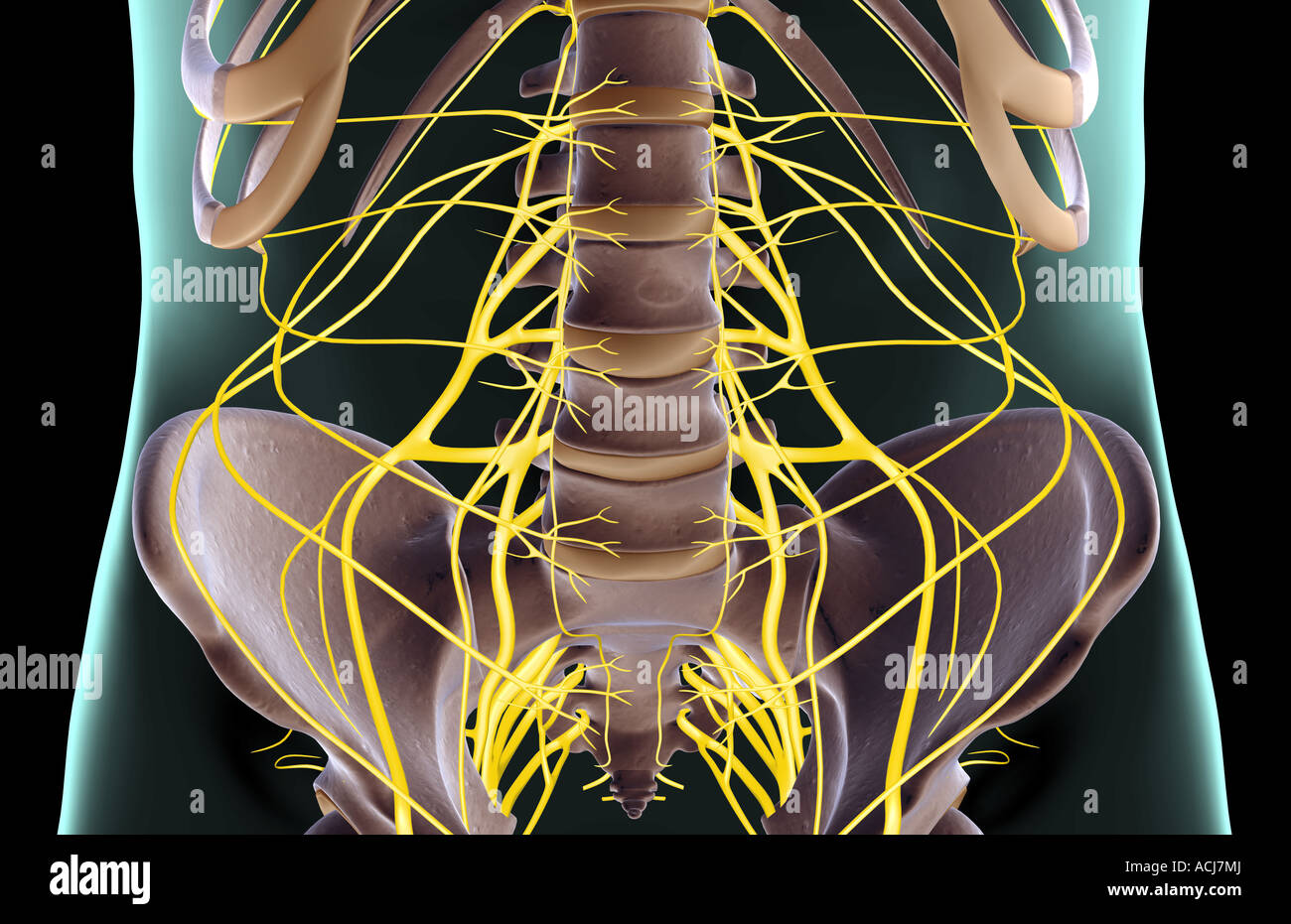 The nerves of the pelvis Stock Photo - Alamy