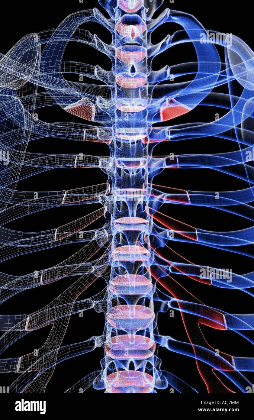 The bones of the thoracic vertebrae Stock Photo - Alamy