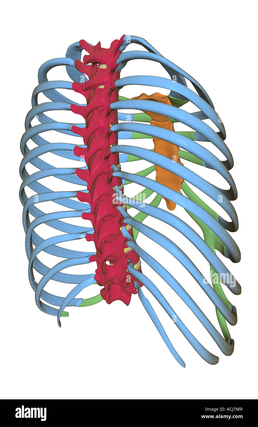 Thoracic cage Cut Out Stock Images & Pictures - Alamy