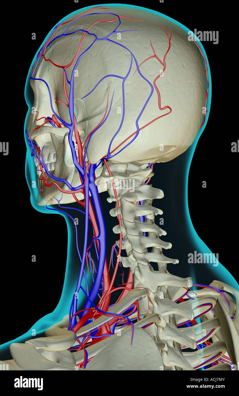 The blood supply of the head and neck Stock Photo - Alamy