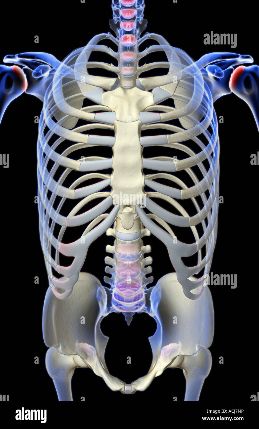 The bones of the trunk Stock Photo - Alamy