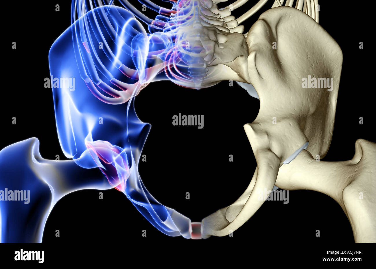 Pelvic outlet hi-res stock photography and images - Alamy