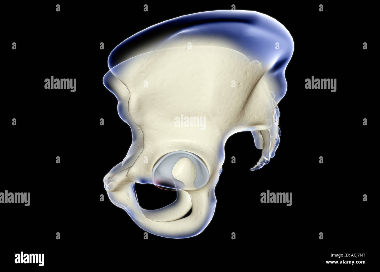 The bones of the pelvis Stock Photo - Alamy