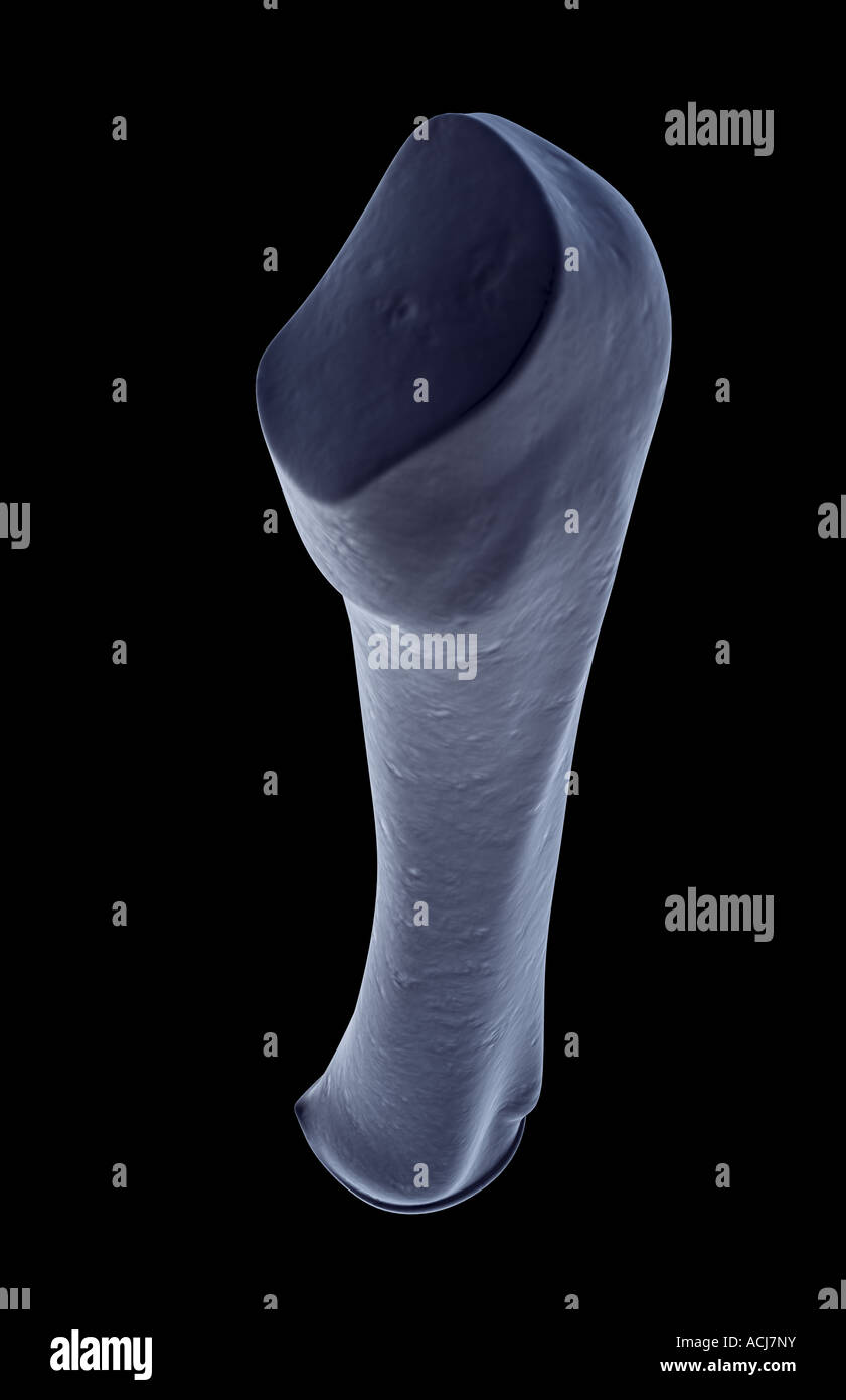 The bones of the finger Stock Photo - Alamy