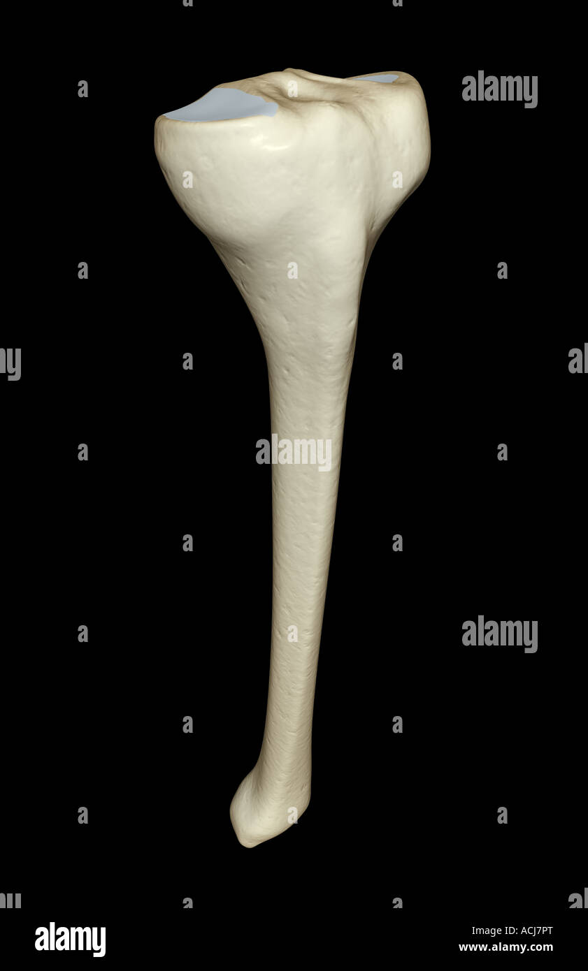Tibia hi-res stock photography and images - Alamy