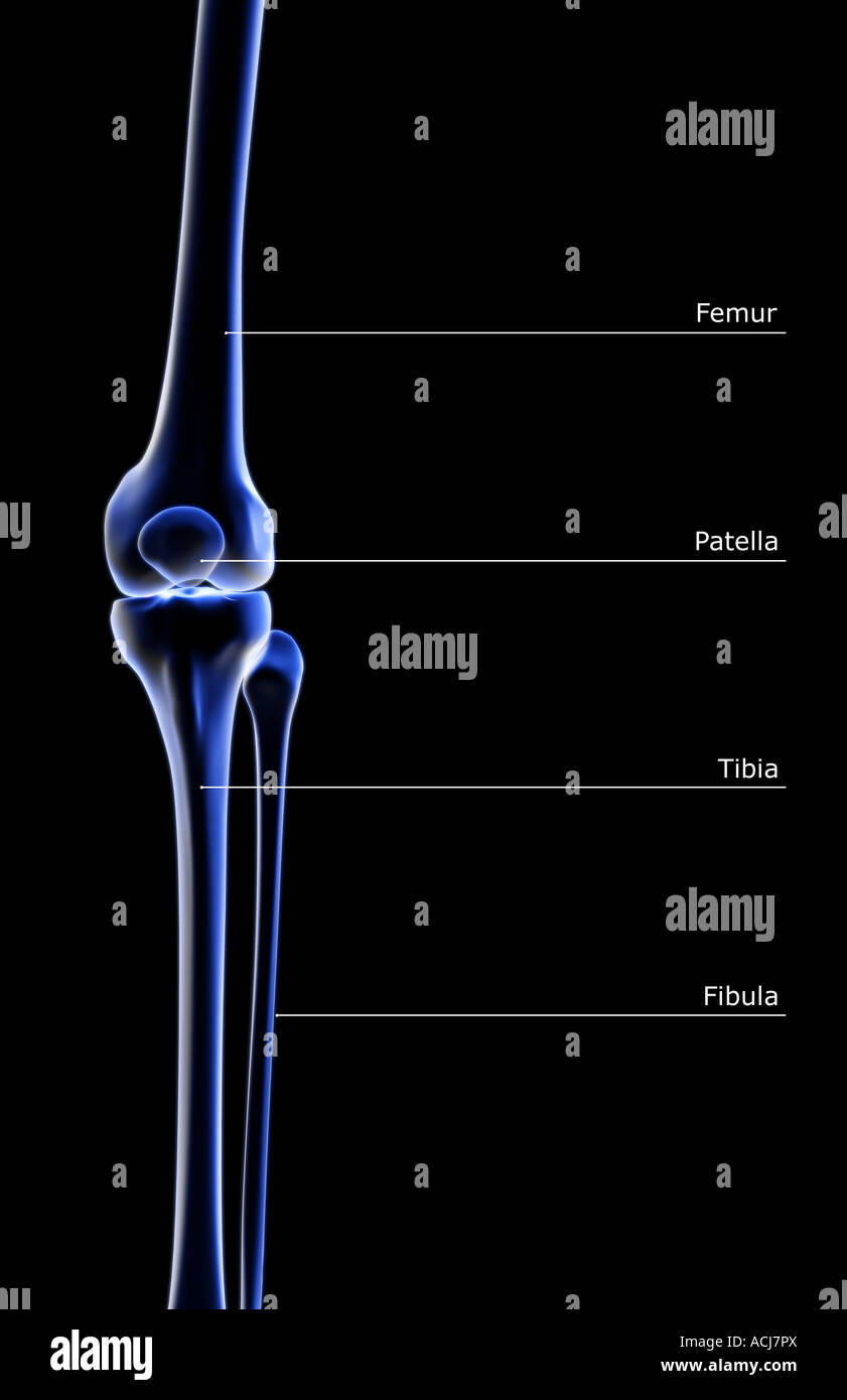 The bones of the knee Stock Photo - Alamy